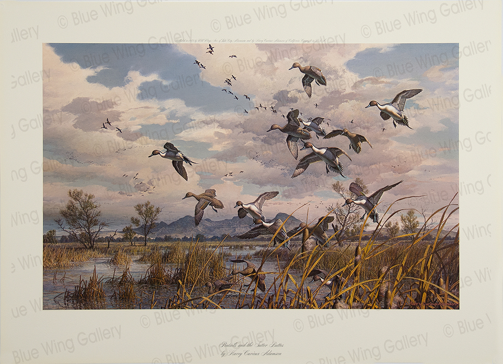 Pintails and the Sutter Buttes – Lithograph | Harry C. Adamson