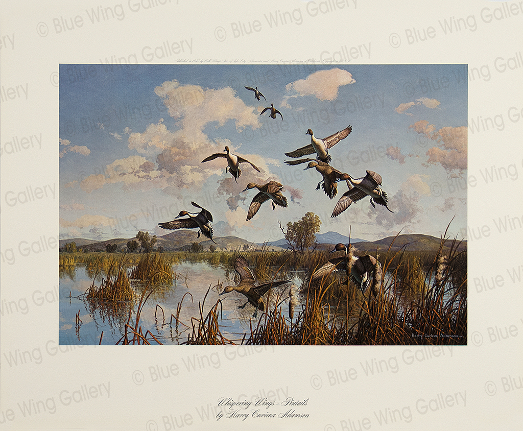PINTAILS AND THE SUTTER BUTTES – LITHOGRAPH | Harry C. Adamson